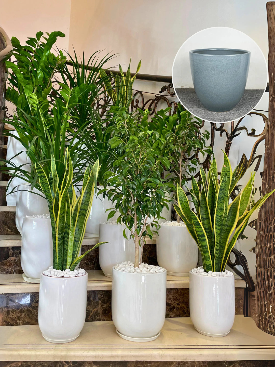 12 Modern Indoor Plants in Ceramic Pots Bundle | Shop Now – Green Hands