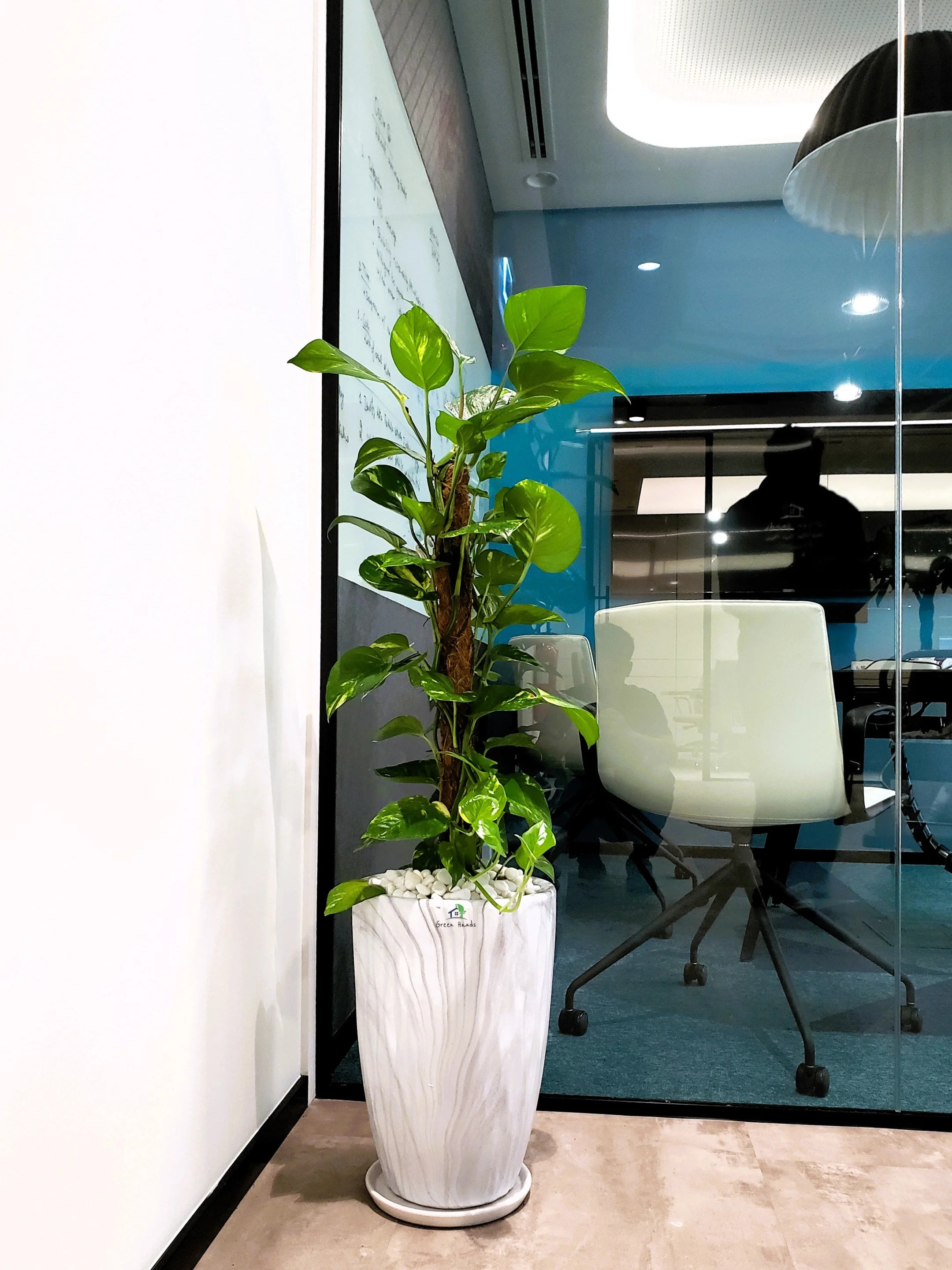 120-130 cm Premium Potted Money Plant – Green Hands