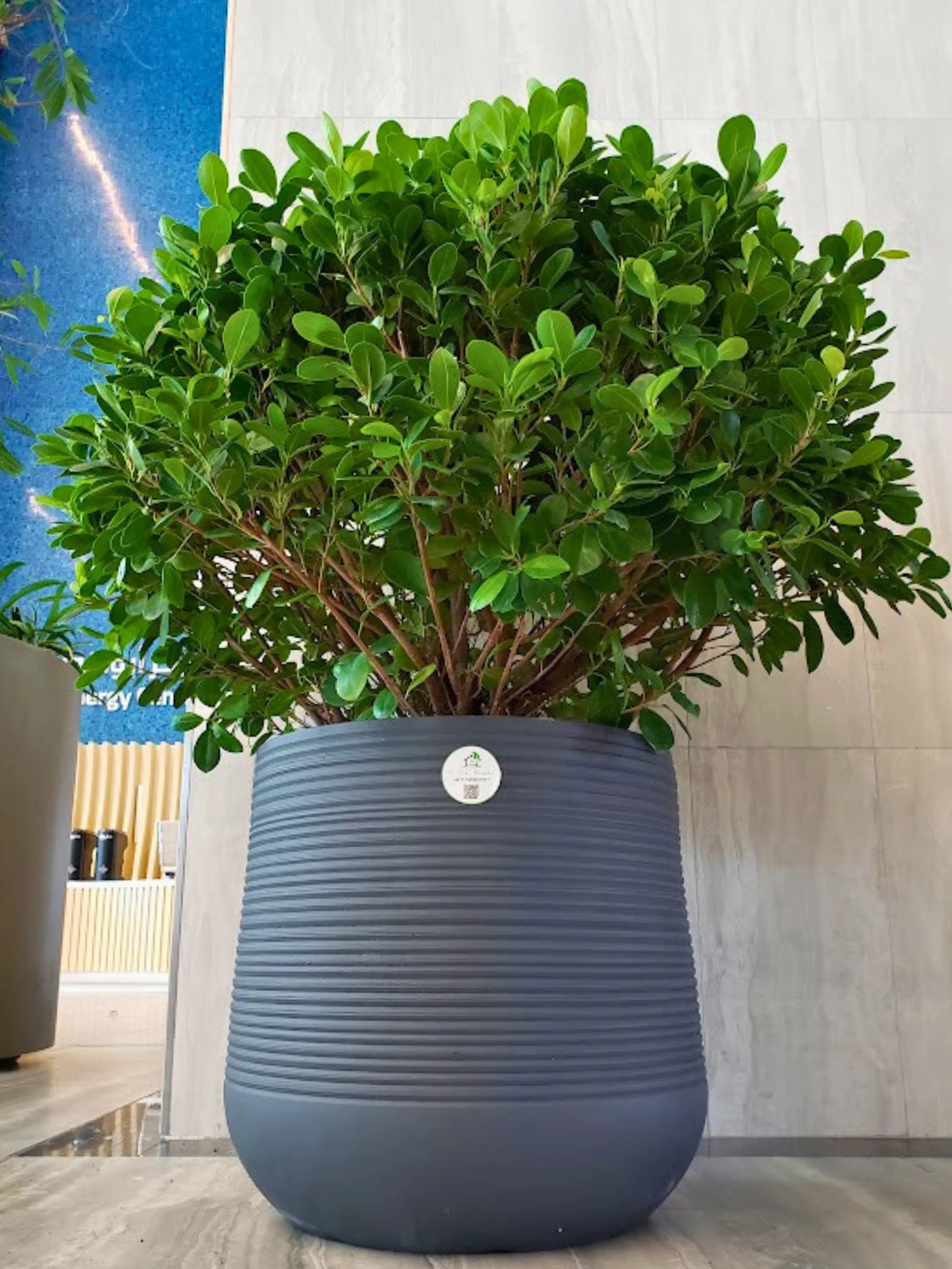 Outdoor Potted Ball Ficus Plant in Premium Ceramic & Fiber Pots – Green ...