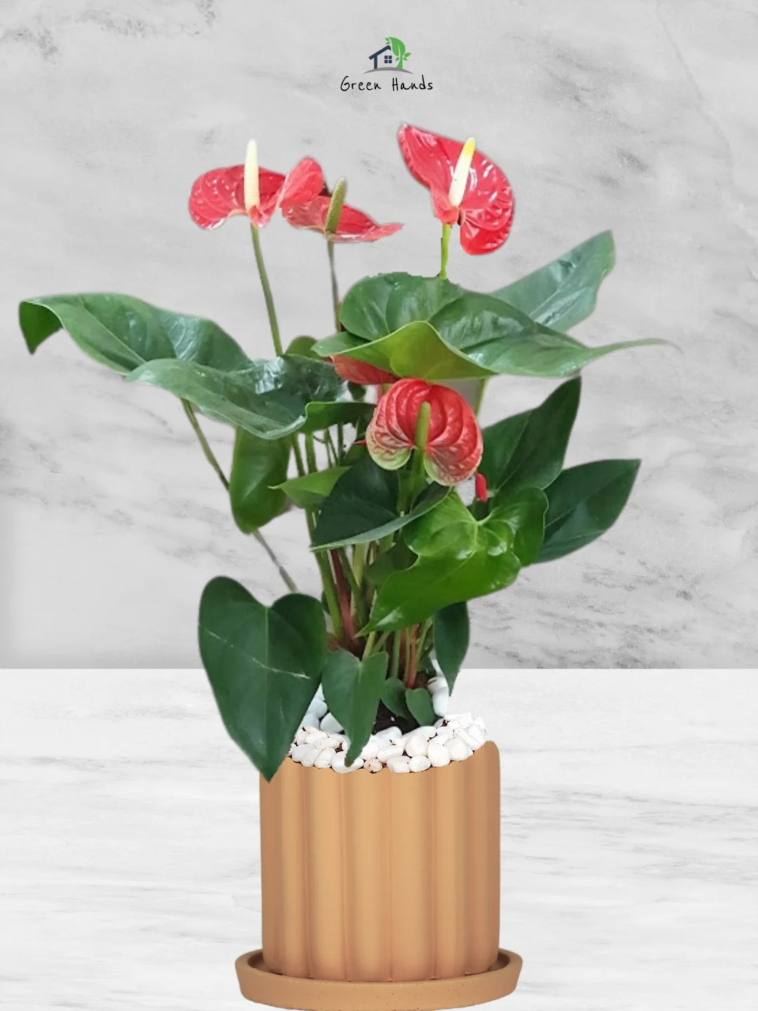 Luxurious Potted Red Anthurium | 60-70 cm – Green Hands