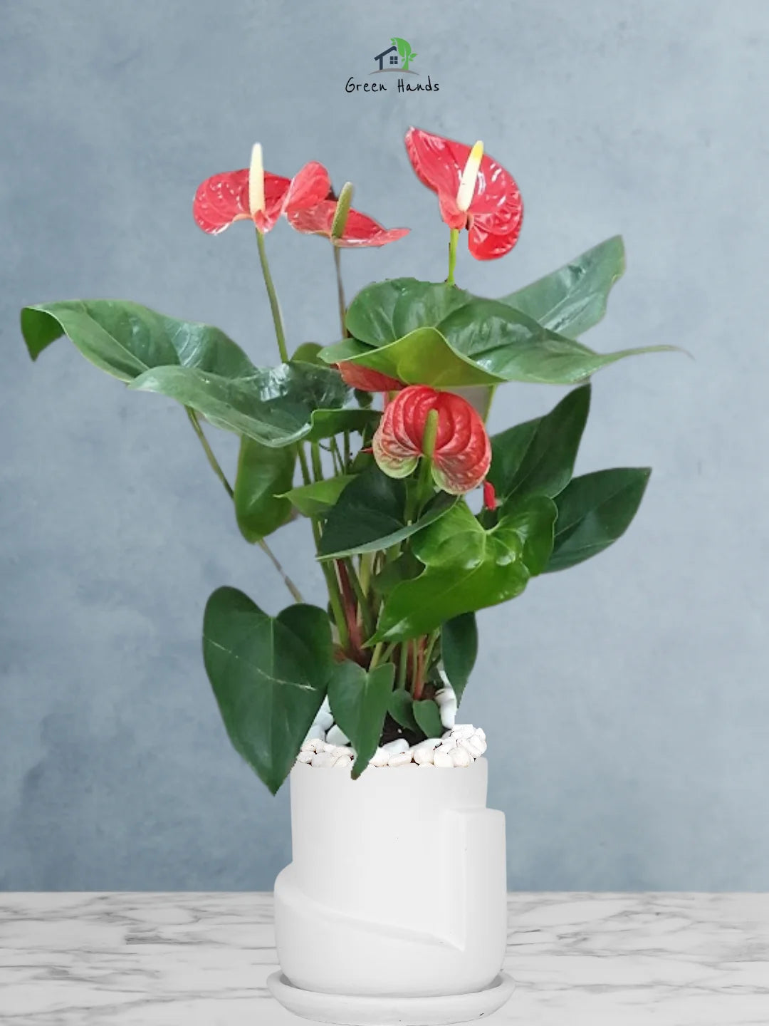 Luxurious Potted Red Anthurium | 60-70 cm – Green Hands