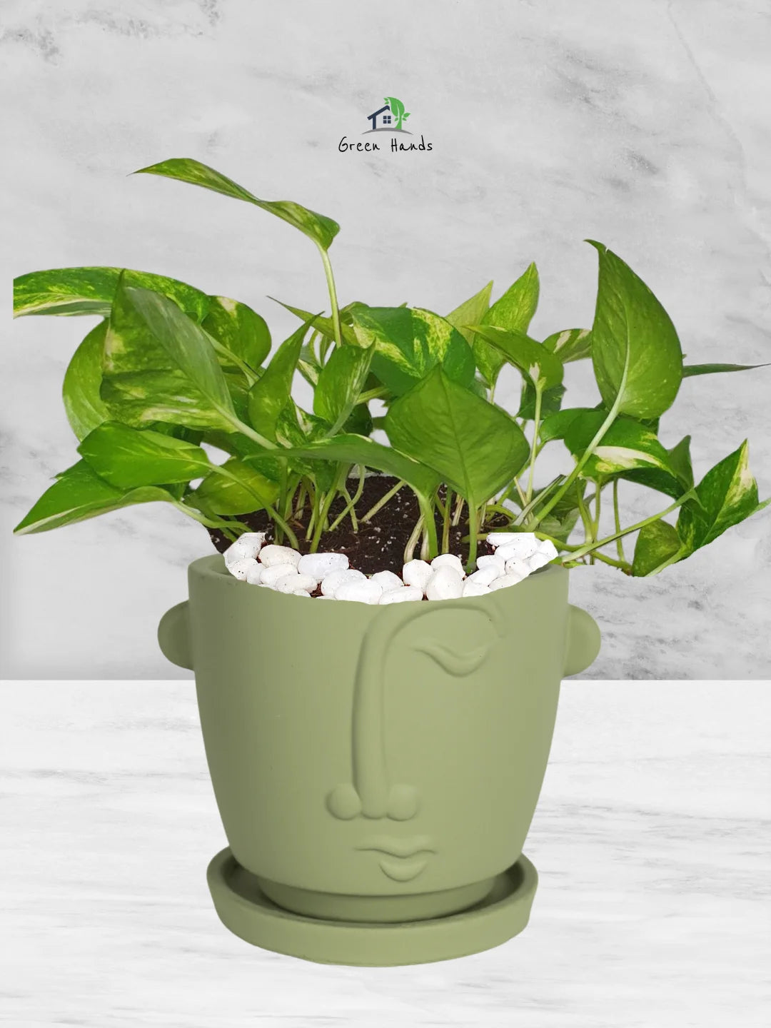 Best Indoor Houseplant | Potted Money Plant | Pot Inclusive – Green Hands