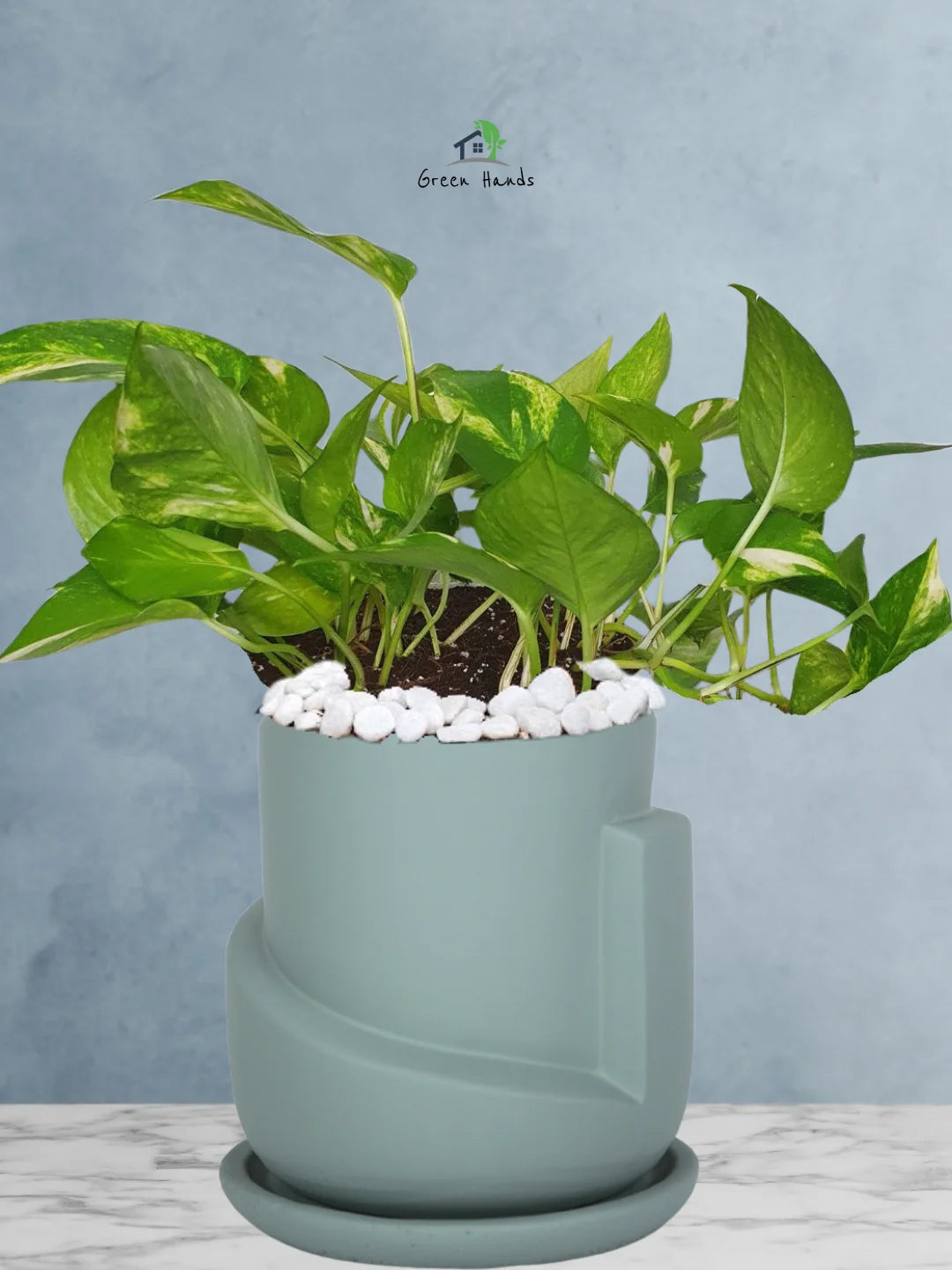 Best Indoor Houseplant | Potted Money Plant | Pot Inclusive – Green Hands