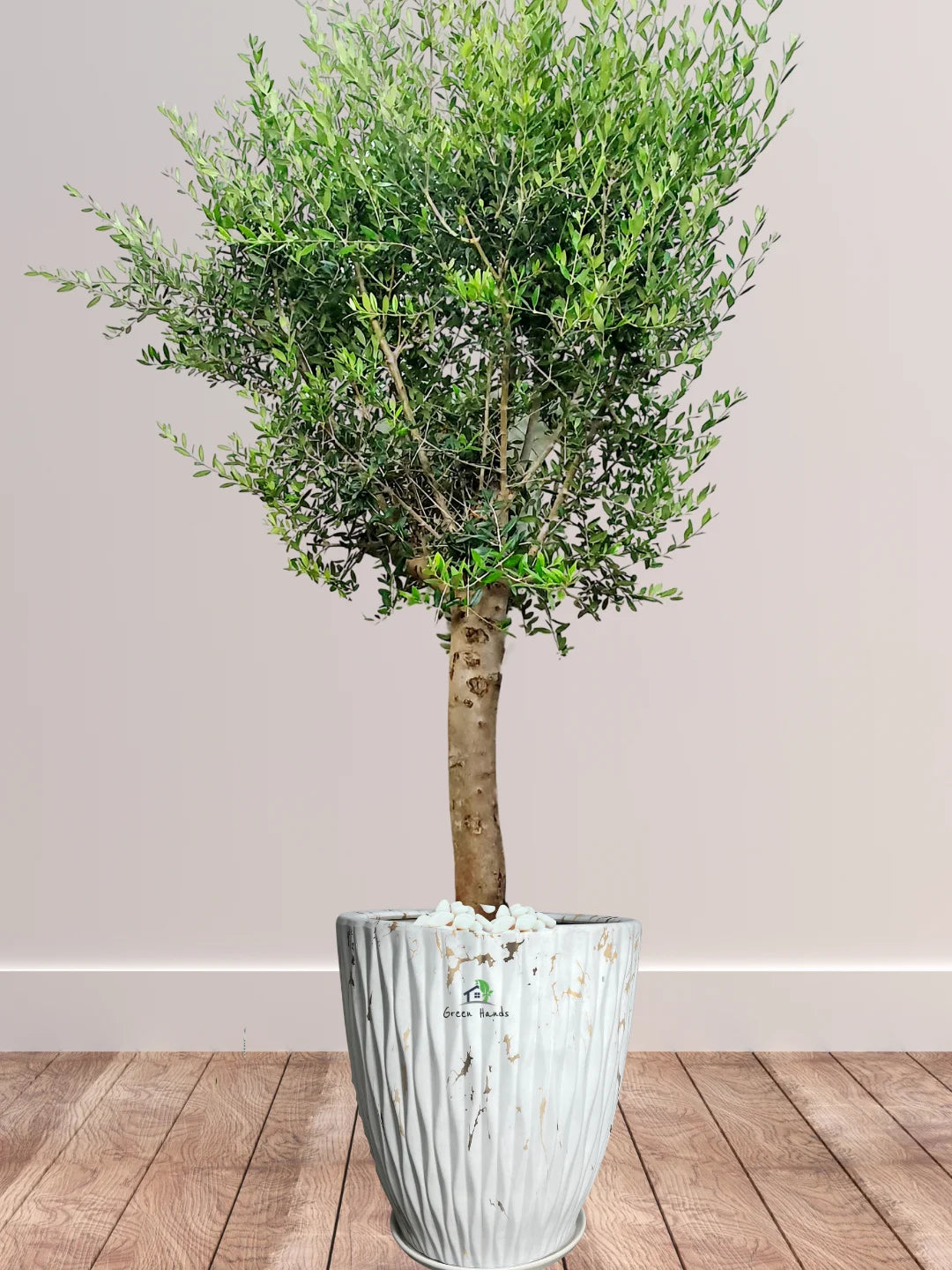 XL Indoor Olive Tree | Pot Inclusive Price – Green Hands