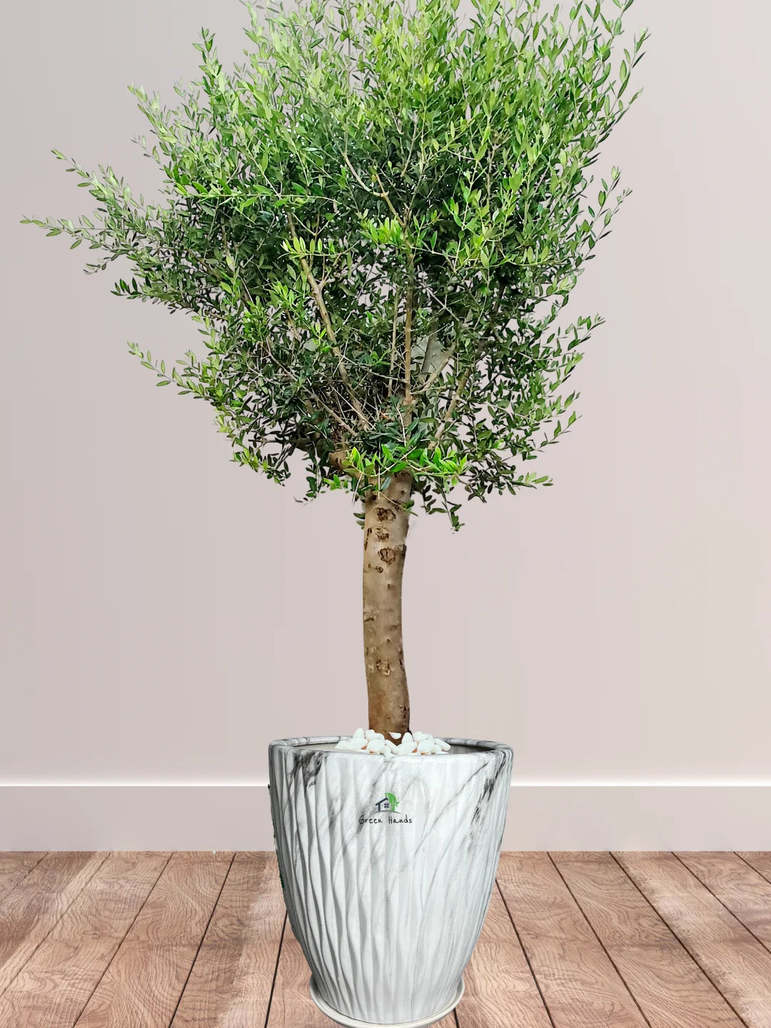 XL Indoor Olive Tree | Pot Inclusive Price – Green Hands