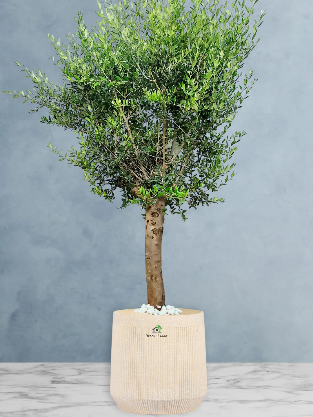 XL Indoor Olive Tree | Pot Inclusive Price – Green Hands