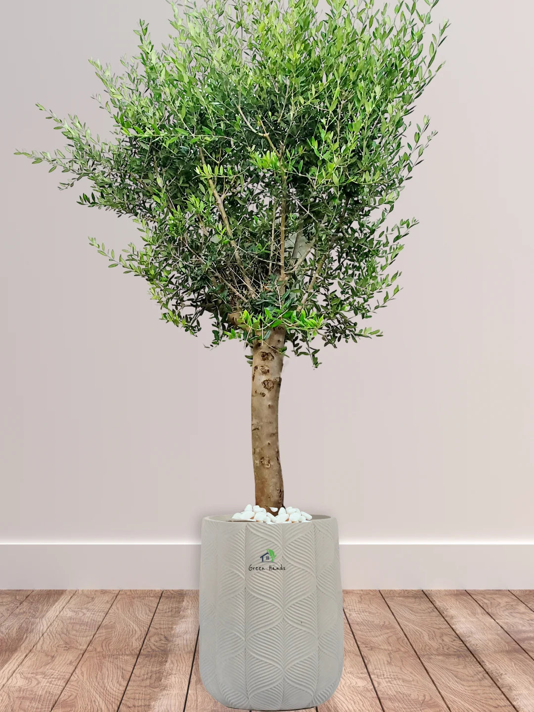 XL Indoor Olive Tree | Pot Inclusive Price – Green Hands