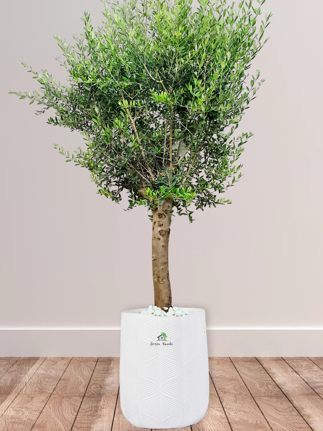 XL Olive Tree | Outdoor | Pot Included – Green Hands