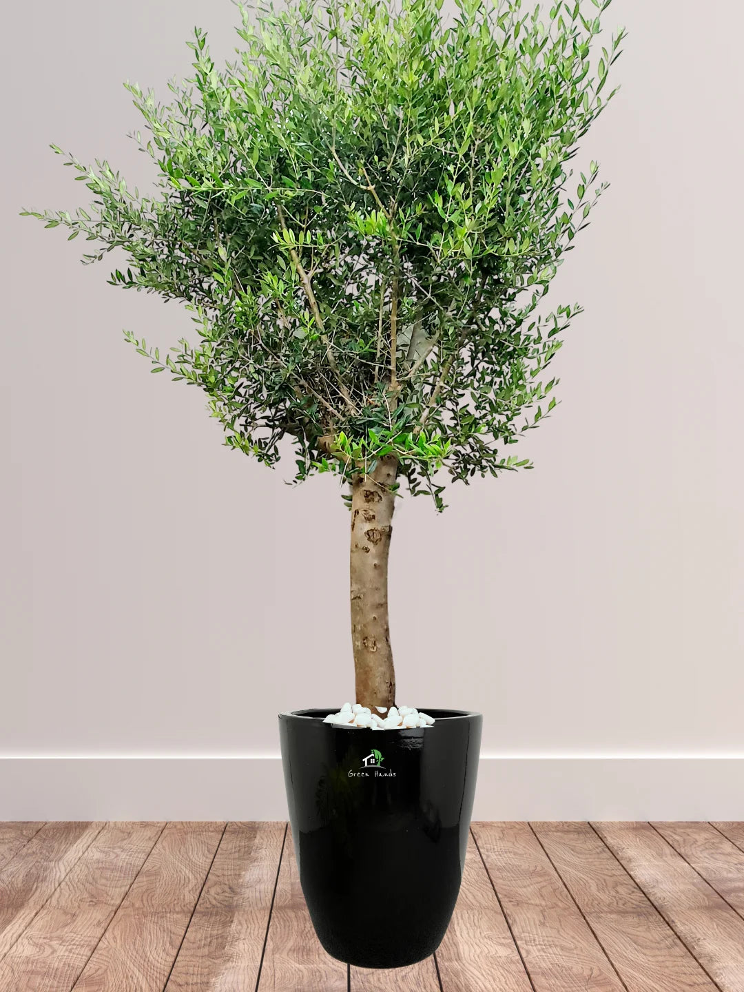 XL Olive Tree | Outdoor | Pot Included – Green Hands