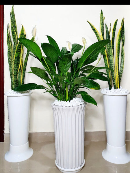 Potted Peace Lily & Snake Plants | Set of Three – Green Hands